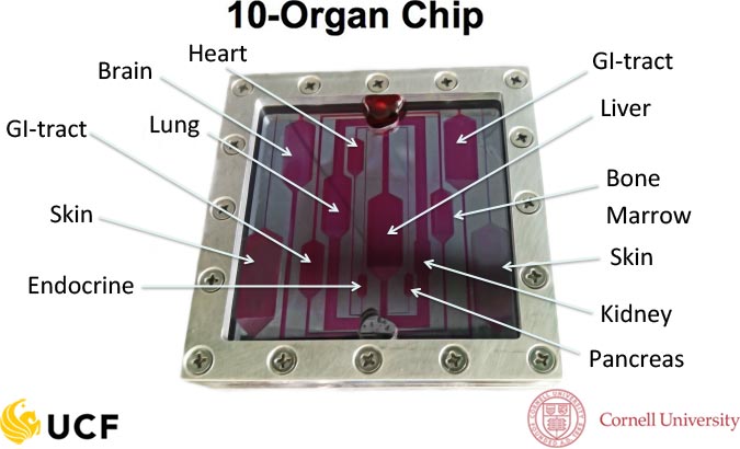 Body-On-A-Chip - Hickman Hybrid Systems Lab